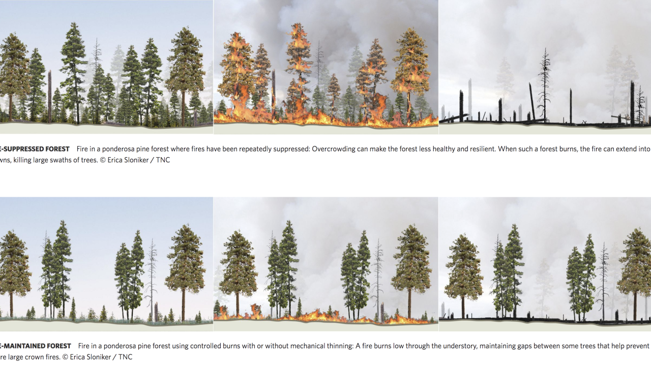 Lab Seminar: Modeling externalities from forest management and fire ...